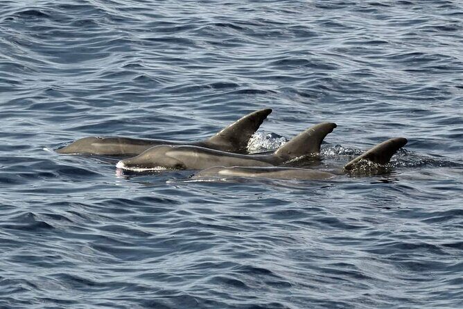 Ocean Discovery and Snorkelling in Tahiti - Final Thoughts: Who Should Book This Experience?