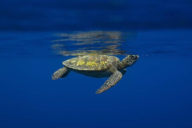 Ocean Discovery and Snorkelling in Tahiti - FAQ