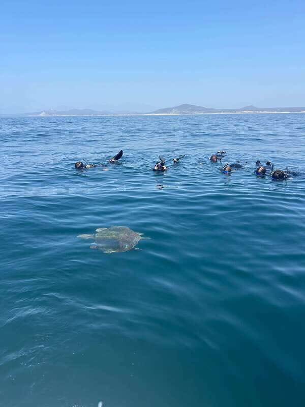 Ocean Safari in San Jose del Cabo - Why You Should Consider This Tour