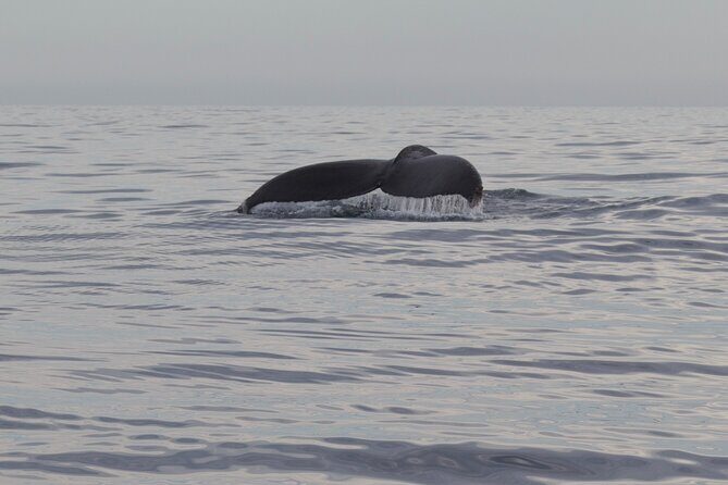 Ocean Safari in San Jose del Cabo - Authentic Experiences from Reviewers