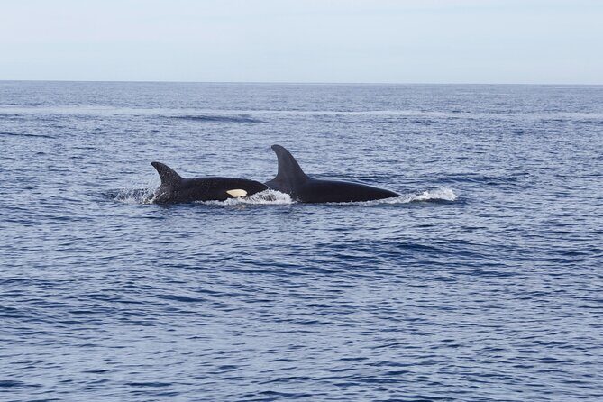 Ocean Safari in San Jose del Cabo - Why Choose This Ocean Safari?