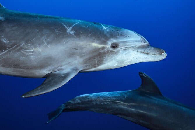 Ocean Safari: Sea Lions, Mobula Rays, Dolphins, Orcas & Whales - An Adventure in Baja California Surs Marine Wonderland