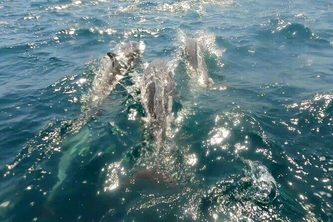 Ocean safari, snorkel with pelagic animals - What to Expect from the Ocean Safari Snorkel Tour