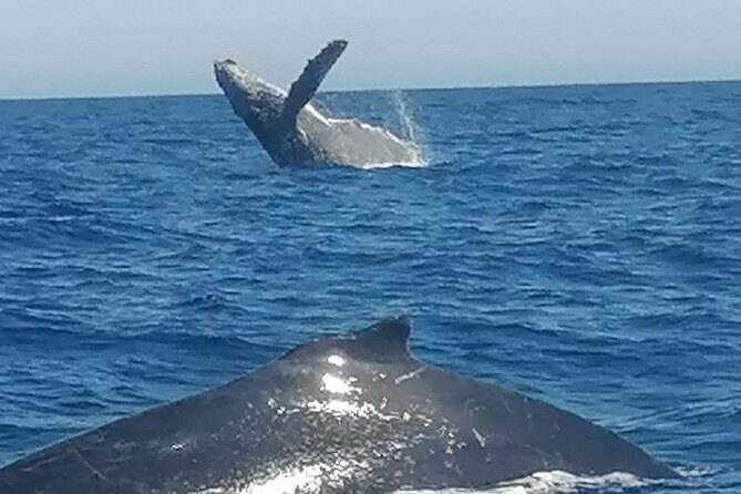 Ocean safari, snorkel with pelagic animals - Who is This Tour Best For?