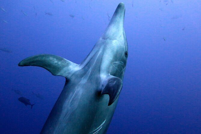 Ocean safari, snorkel with pelagic animals - FAQ