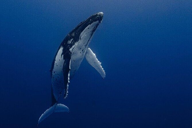 Ocean Safari Tour in Cabo San Lucas - Ocean Safari Tour in Cabo San Lucas