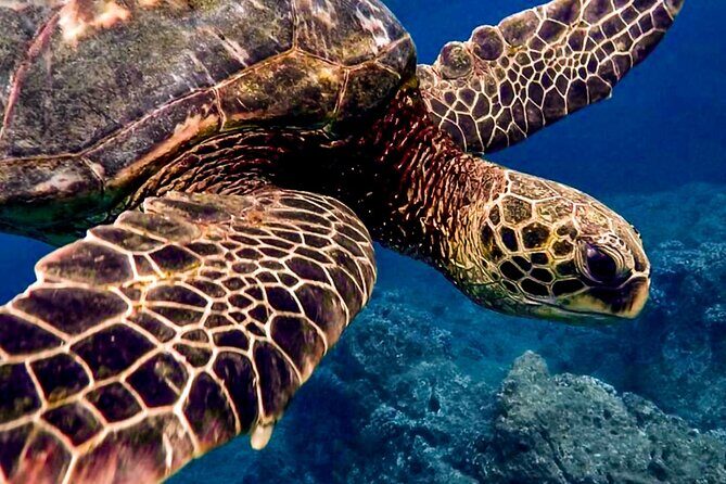 Ocean Safari Tour in Cabo San Lucas - Key Points