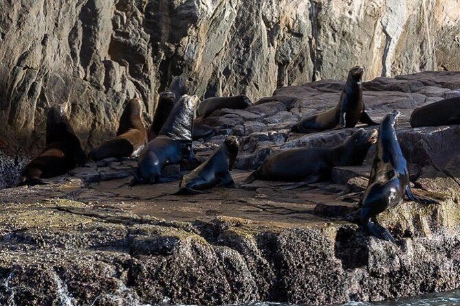 Ocean Safari Tour in Cabo San Lucas - Who Will Love This Tour?