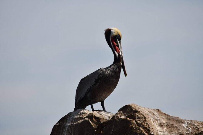 Ocean Safari Tour in Cabo San Lucas - Final Thoughts