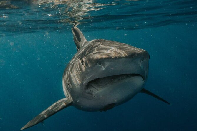 Ocean Safari Tour in Cabo San Lucas - FAQ