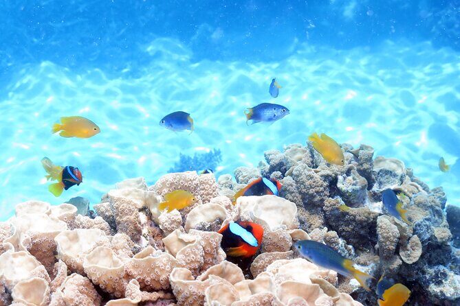 Ocean Spirit Sail to Michaelmas Cay Snorkel or Dive, from Cairns - FAQ Section