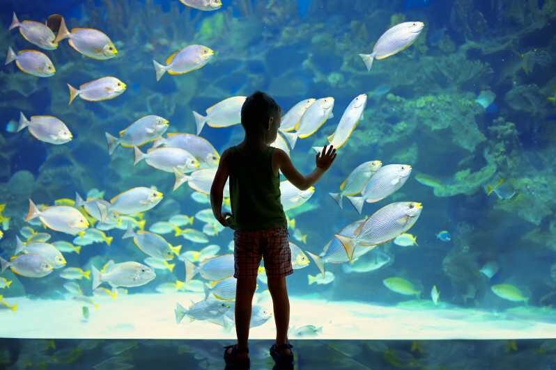 Oceanographic Museum of Monaco Ticket - Practical Tips for Your Visit
