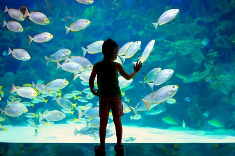 Oceanographic Museum of Monaco Ticket - Authentic Visitor Perspectives