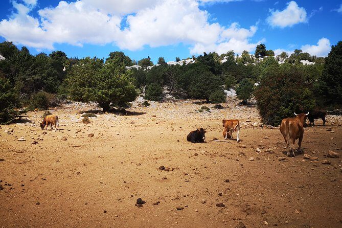 Off-road tour in the Supramonte and visit to Pischina Gurthàddala - An Overview of the Tour Experience