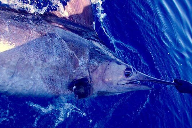 Offshore Sport & Flyfishing - 7 hours - Additional Insights from Reviews