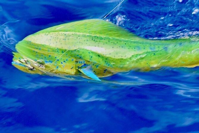 Offshore Sport & Flyfishing - 7 hours - Who This Tour Is Best For