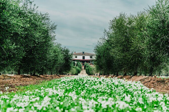 Oil tourism with the 5 senses - Introducing the Oil Tourism Experience in Andalucia