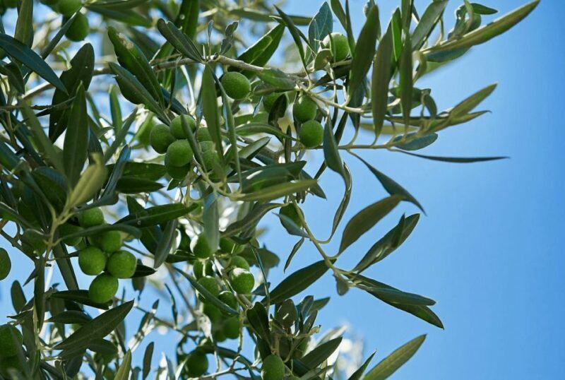 Oil & Wine Tasting - A Taste of Sicily: Oil & Wine Tasting at Baglio Ingardia