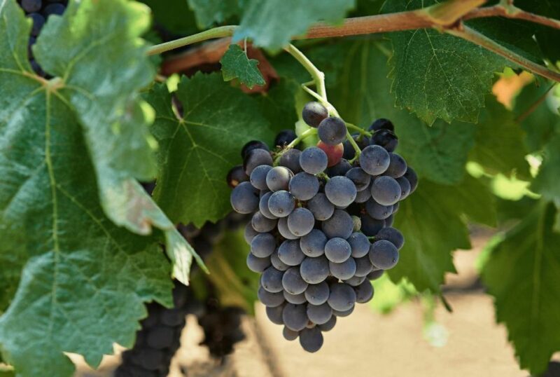 Oil & Wine Tasting - Arrival at a Historic Setting