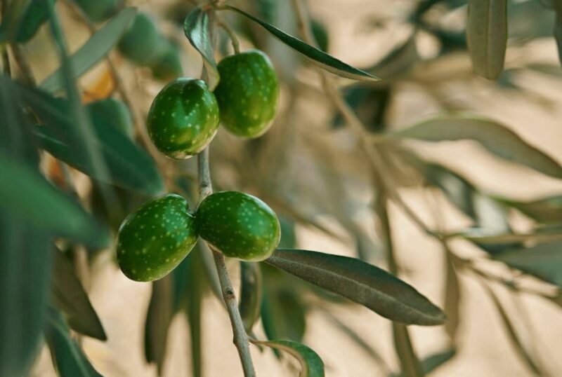 Oil & Wine Tasting - Guided Tour of the Estate