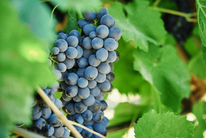 Oil & Wine Tasting - Tasting Experience