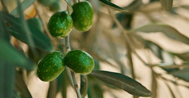 Oil & Wine Tasting - Cultural & Sensory Journey