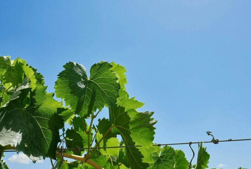 Oil & Wine Tasting - Shopping & Souvenirs