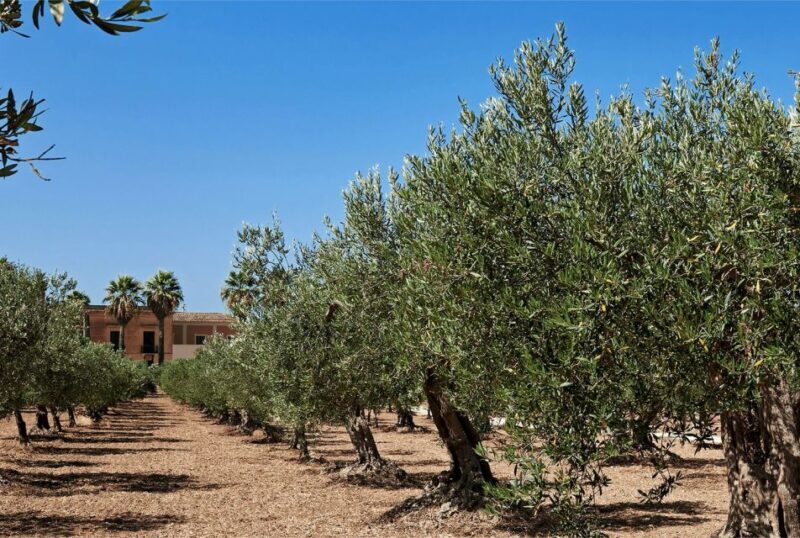 Oil & Wine Tasting - Practical Details and Value