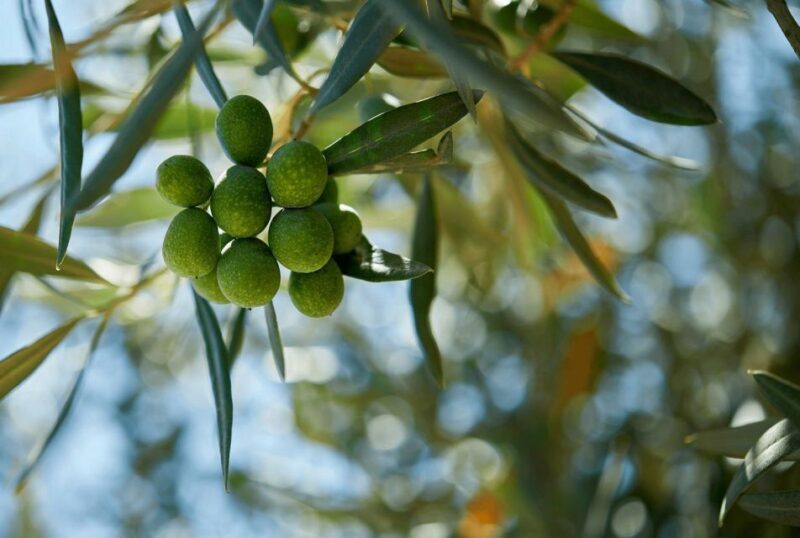 Oil & Wine Tasting - Duration & Group Size