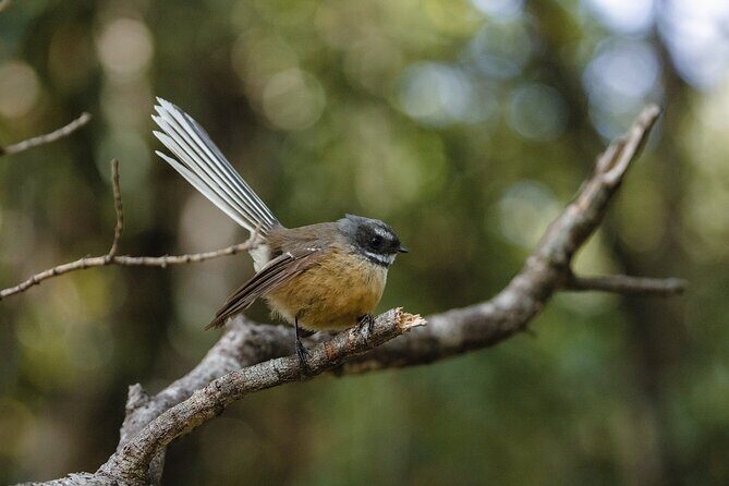 Okarito Nature Tour - The Itinerary Breakdown