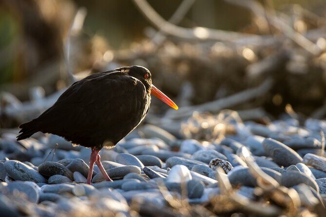 Okarito Nature Tour - FAQs