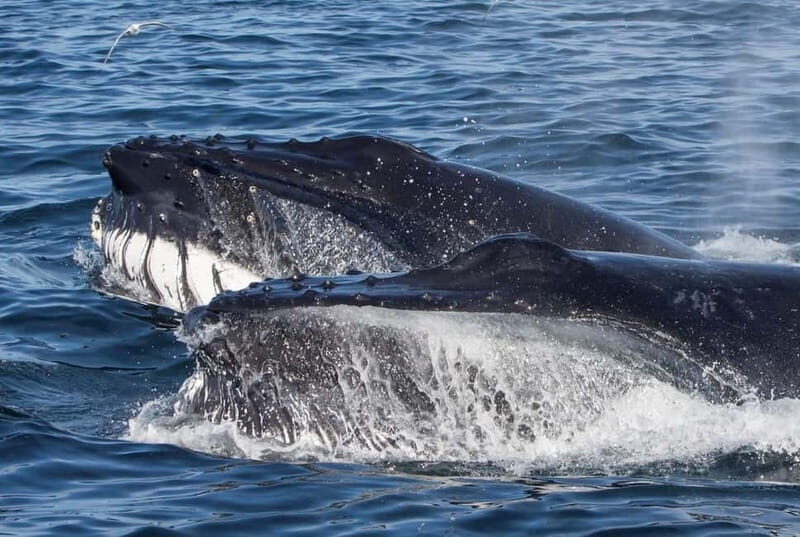 Ólafsvík: Whale Watching Tour - Introduction