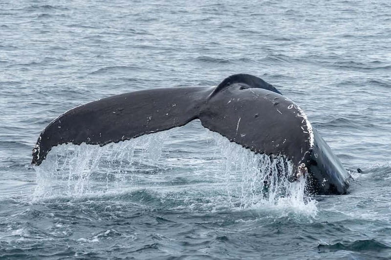 Ólafsvík: Whale Watching Tour - Key Points