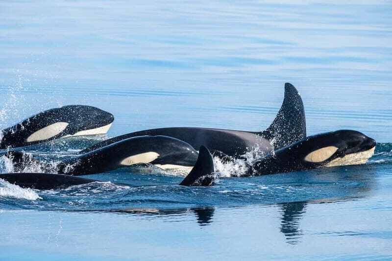 Ólafsvík: Whale Watching Tour - Is It Worth the Price?