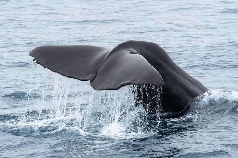 Ólafsvík: Whale Watching Tour - FAQ