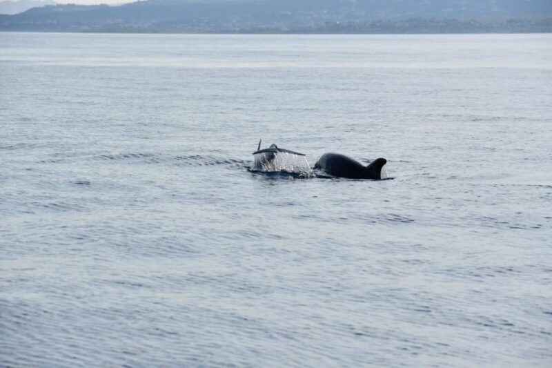 Olbia: Dolphin Watching and Snorkeling Boat Tour - Dolphin Spotting at Cape Figari