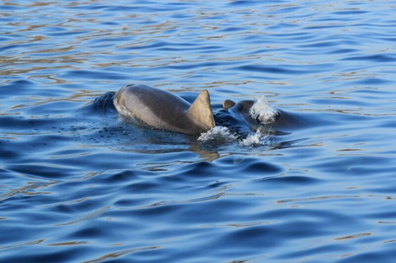 Olbia: Dolphin Watching and Snorkeling Boat Tour - Key Points