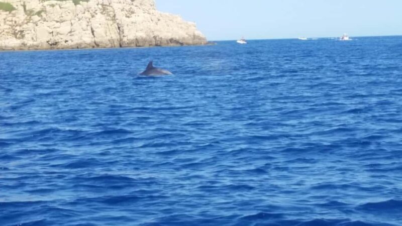 Olbia: Dolphin watching and snorkeling tour on Figarolo Island - Key Points