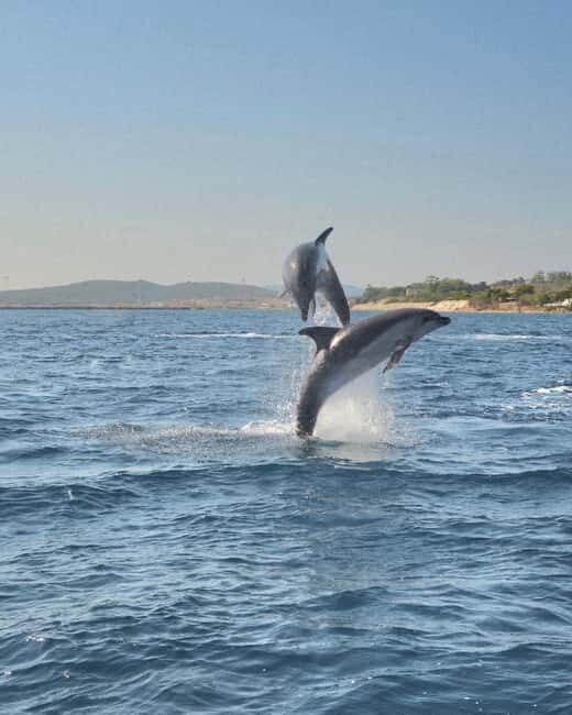 Olbia: Dolphin Watching & Snorkeling Boat Tour near Figarolo - Key Points