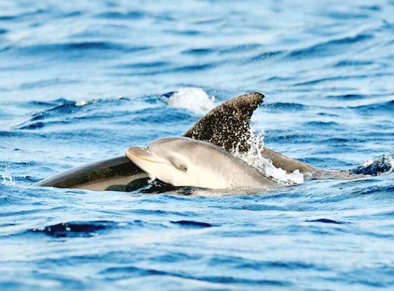 Olbia: Dolphin Watching & Snorkeling Boat Tour near Figarolo - Starting Point and Logistics
