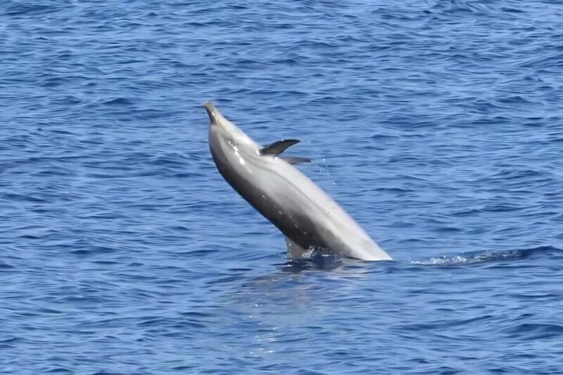 Olbia: Dolphin Watching & Snorkeling Boat Tour near Figarolo - The Guides and Crew