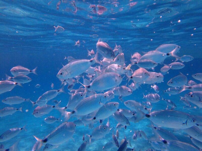 Olbia: Dolphin Watching & Snorkeling Boat Tour near Figarolo - Food and Drinks on Board