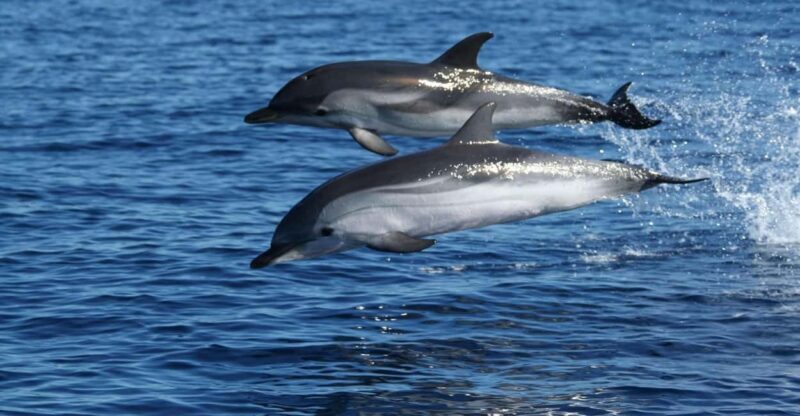 Olbia: Dolphin Watching & Snorkeling Boat Tour near Figarolo - The Price and Value