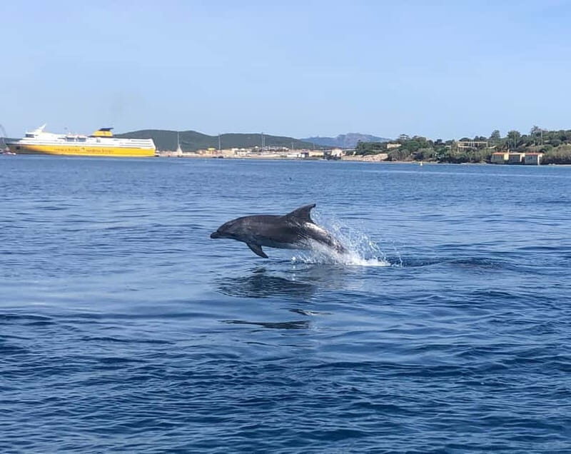 Olbia: Eco-Friendly Dolphin-Watching Boat Trip - FAQ
