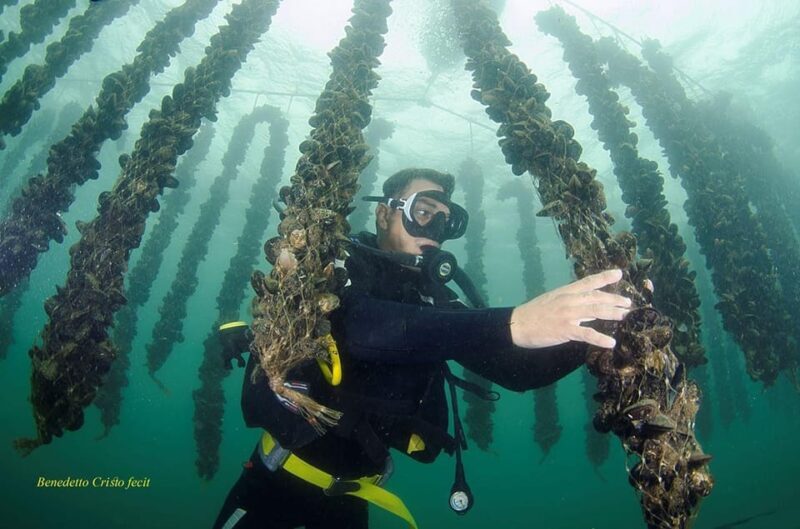 Olbia: Gulf of Olbia boat tour - Padrongianus River and Bird Watching