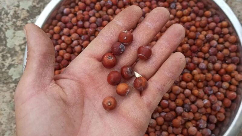 Olbia: visit a gin-making factory with tasting - FAQ