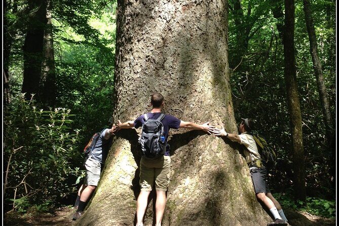 Old Growth Forest Cascade - Why You Should Consider This Tour