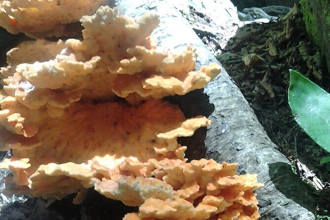 Old Growth Forest Cascade - Final Thoughts