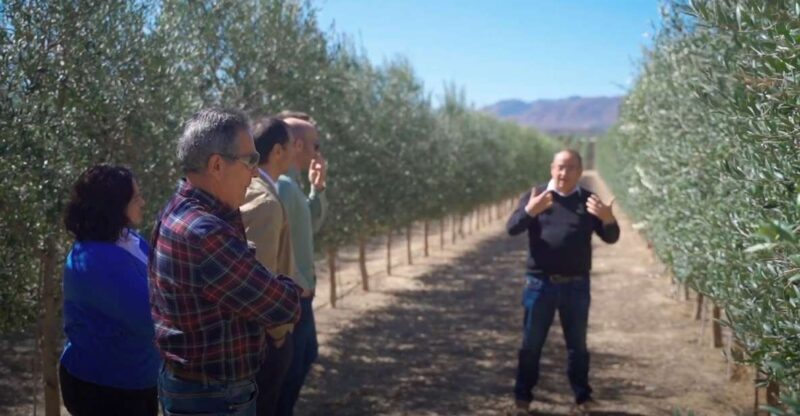 OleoAlmanzora: Guided tour olive groves and EVOO facilities - Key Points  