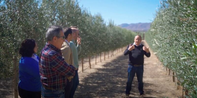 OleoAlmanzora: Guided tour olive groves and EVOO facilities - A Detailed Look at the OleoAlmanzora Tour